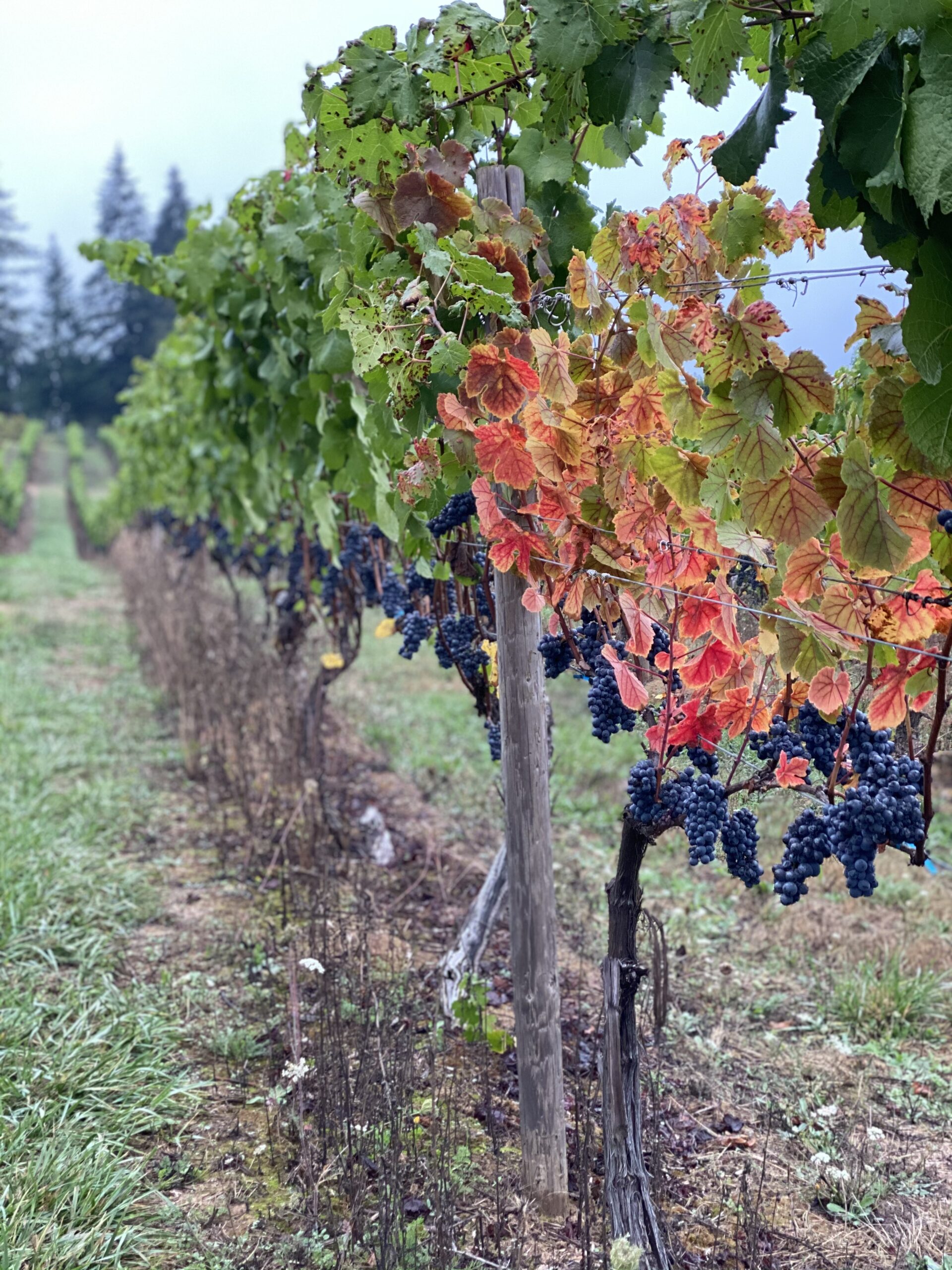 Wild About Wild Child Pinot Noir | Sweet Cheeks Winery